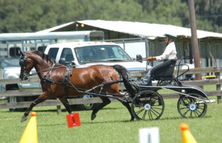 Kutzmann Fox Sport 11 Marathon Carriage Carriage Driving Carriages for ...