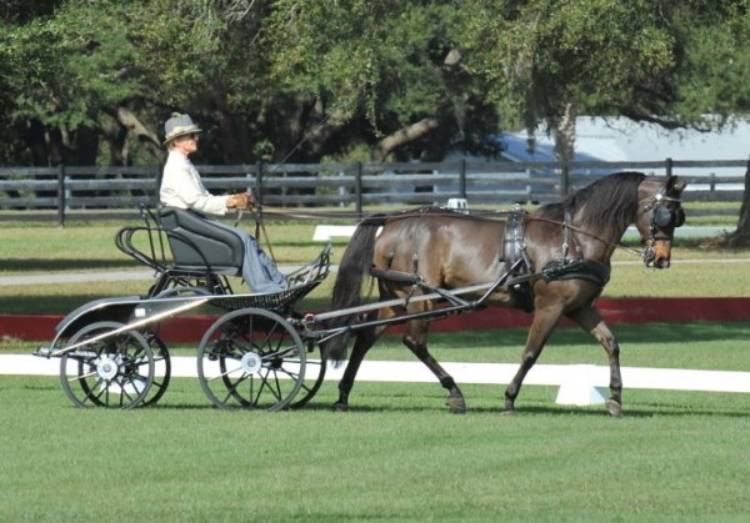 Kutzmann Fox Sport 11 Marathon Carriage Carriage Driving Carriages for ...