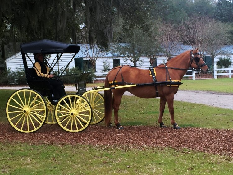 Late 1800 professionally restored lady’s phaeton Carriage Driving ...